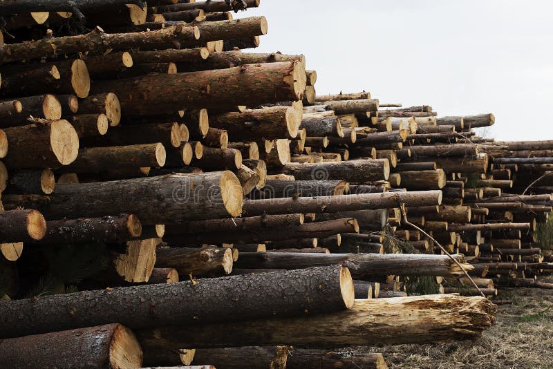 Illegal Felling of Trees in the Forest. Ecology Concept Stock Image ...