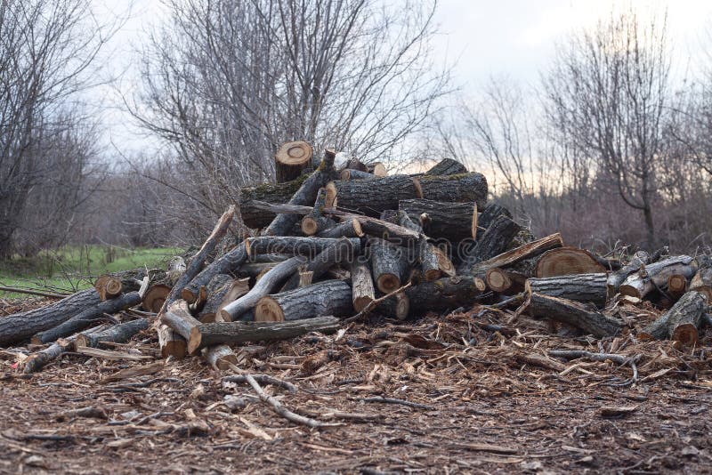 Illegal Felling of Trees in the Forest. Ecology. Stock Image - Image of ...