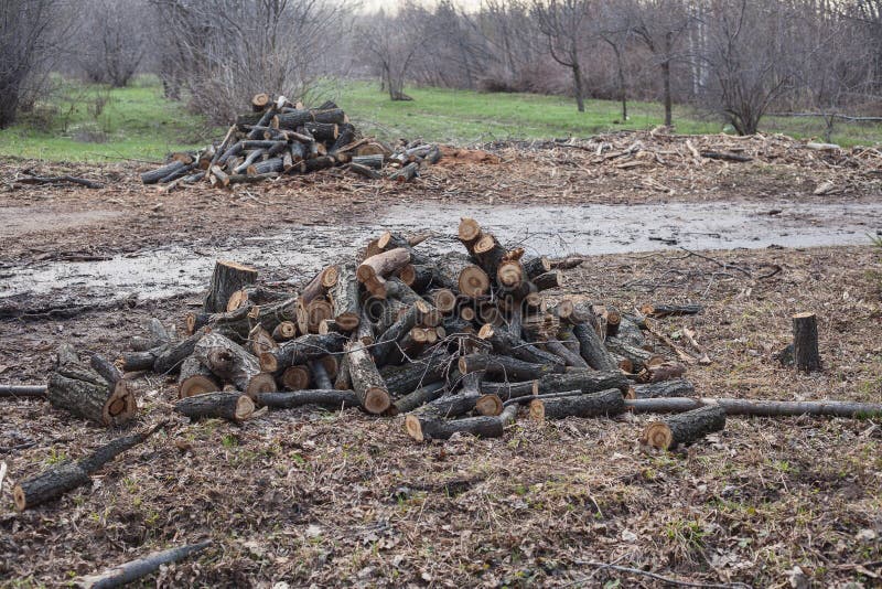 Illegal Felling of Trees in the Forest. Ecology. Stock Photo - Image of ...