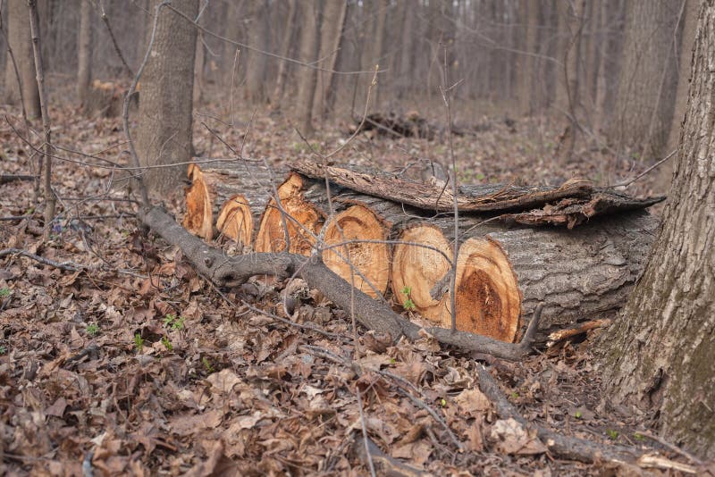 Illegal Felling of Trees in the Forest. Ecology. Stock Image - Image of ...