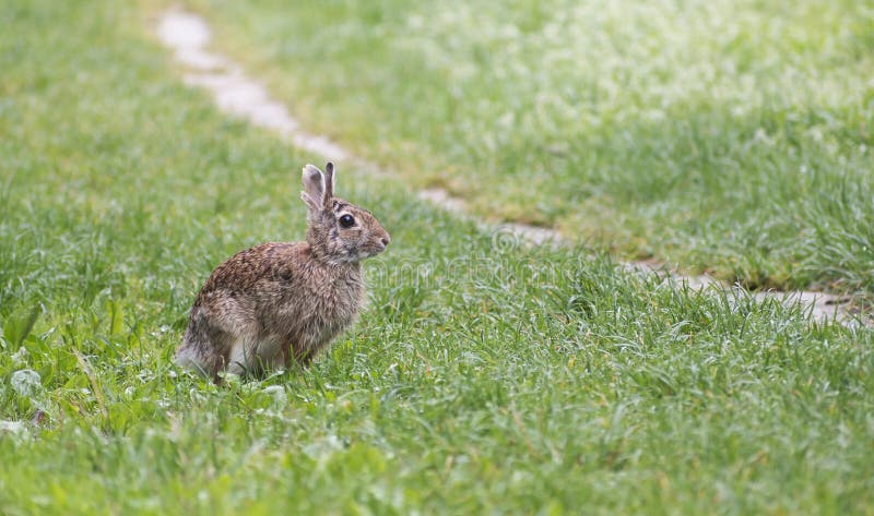 Hare in the countryside stock image. Image of huge, problem - 217497575