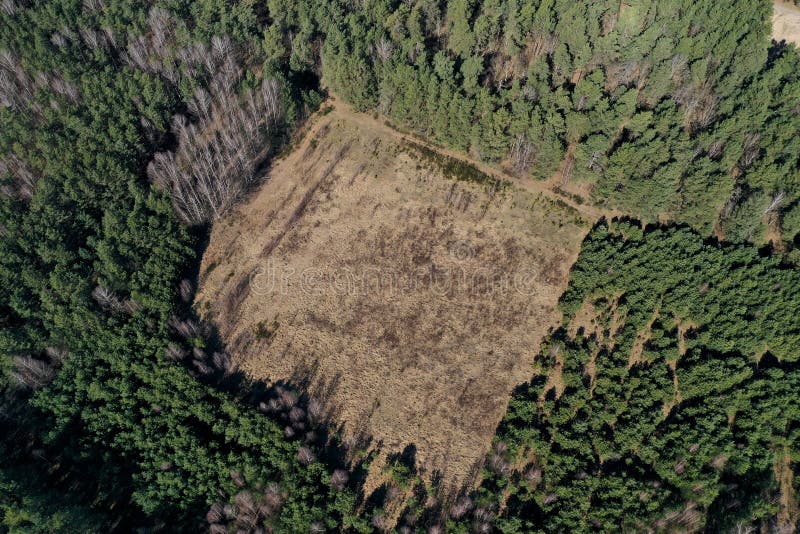 Illegal Logging Aerial View from a Drone Stock Image - Image of natural ...