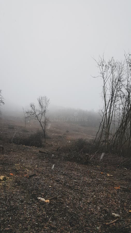 Illegally Deforested Forest. the Destruction of the Environment by ...