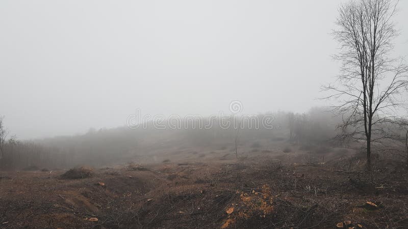 Illegally Deforested Forest. the Destruction of the Environment by ...