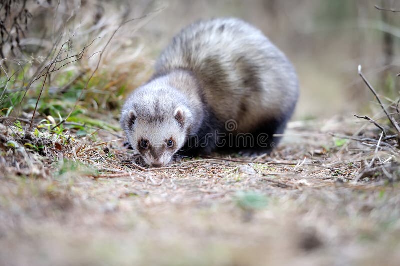 Polecat arkivfoto. Bild av angus - 15475532