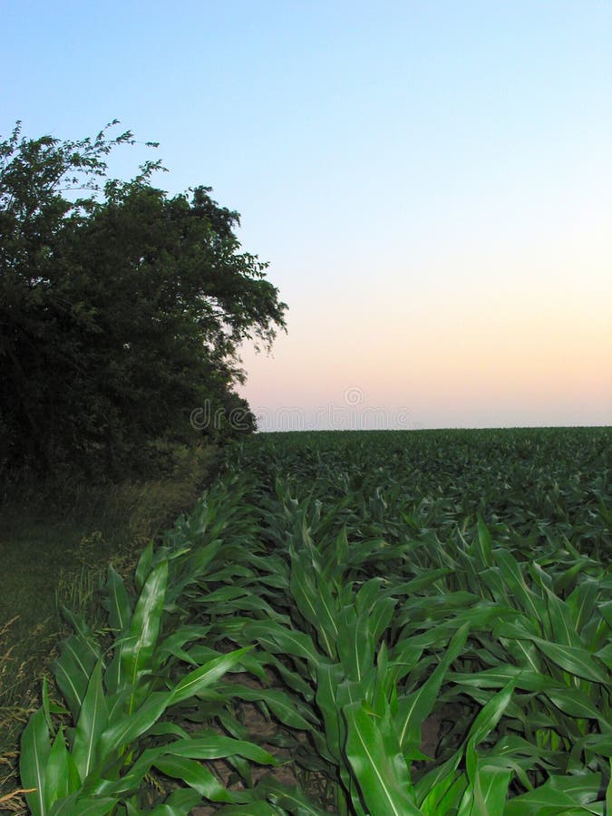 Illinois Corn â€“ 9 stock image. Image of mornng, summer - 11033