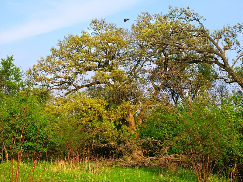 Illinois Oak Forest Landscape Stock Image - Image of plant, vivid: 70169091
