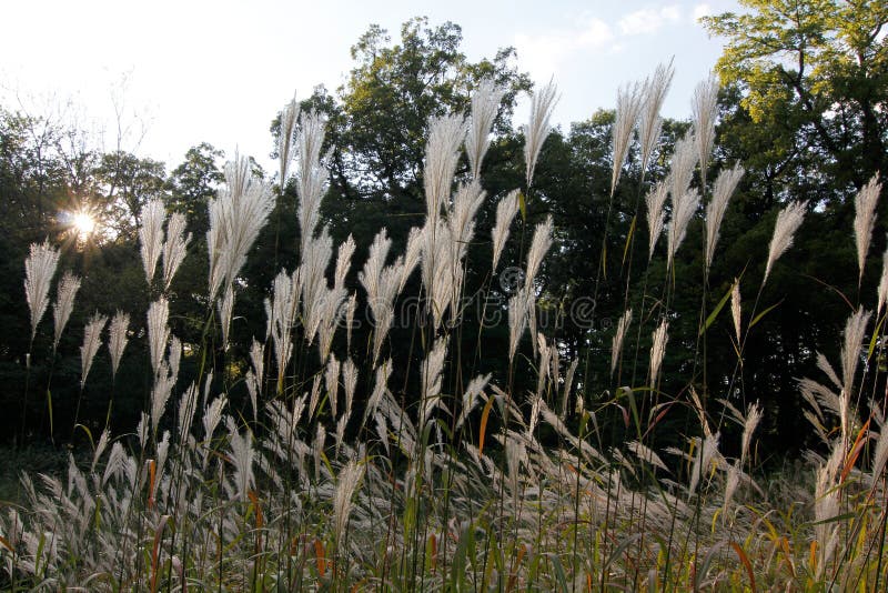 Illinois prairie grass stock photo. Image of sunstar - 45276782