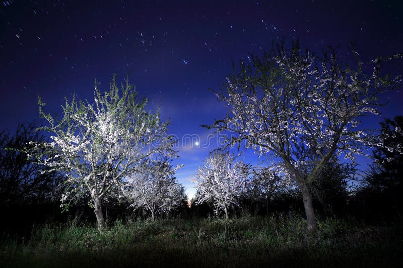 An Illuminated Almond Trees in a Starry Night Stock Image - Image of ...