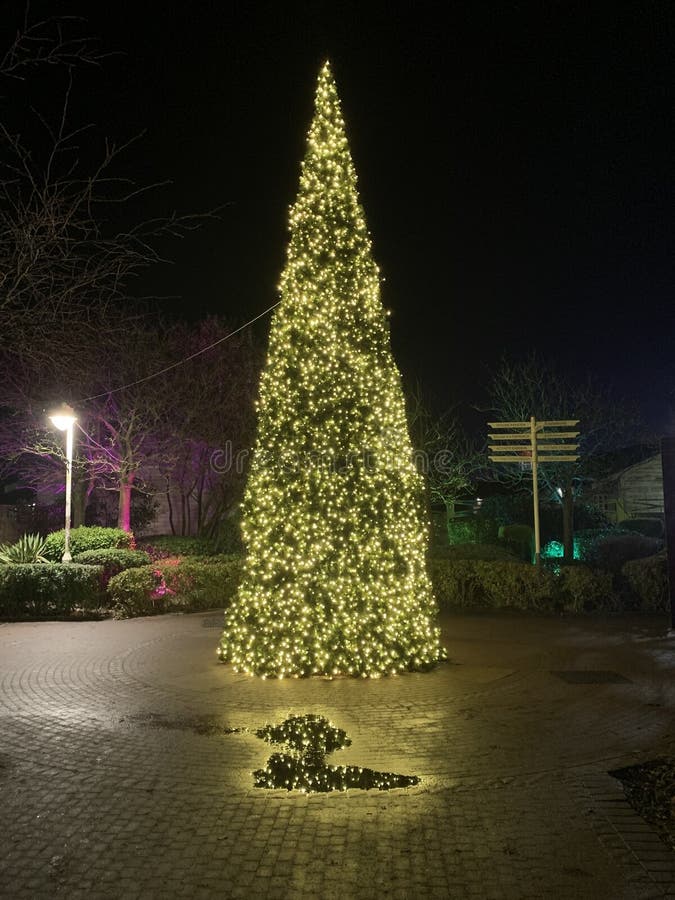 Illuminated Christmas Tree Outdoors, Taken at Night Stock Photo - Image ...