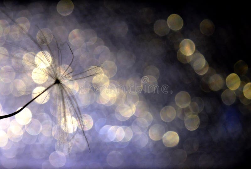Illuminated Dandelion Seeds in the Dark Stock Photo - Image of ...