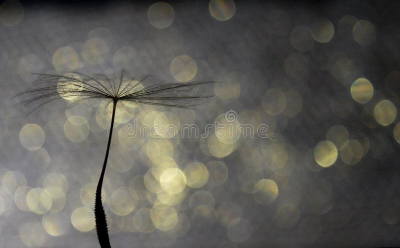 Illuminated Dandelion Seeds in the Dark Stock Image - Image of color ...