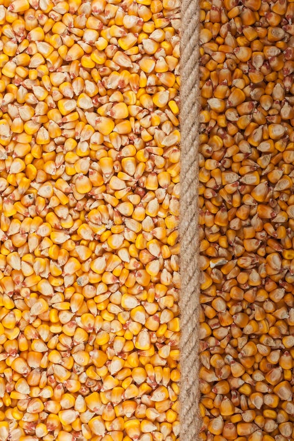 Illuminated and Dark Corn and Rope Stock Image - Image of organic ...