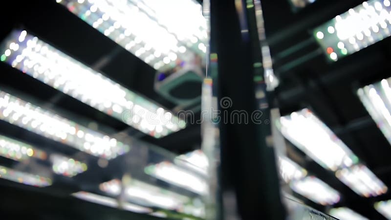 Illuminated Indoor Vertical Farming with Array of LED Lights on Dark ...