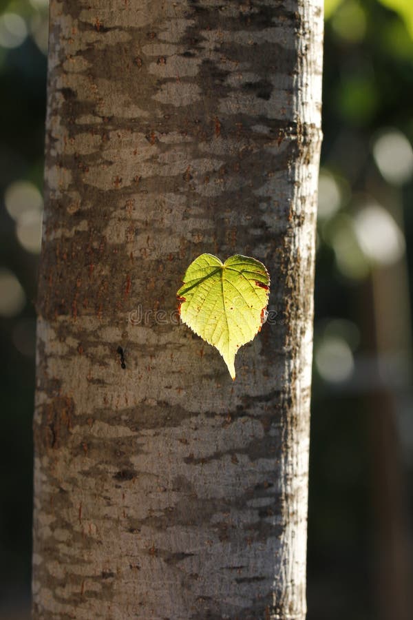 Illuminated Leaf in a Trunk Stock Photo - Image of botany, environment ...