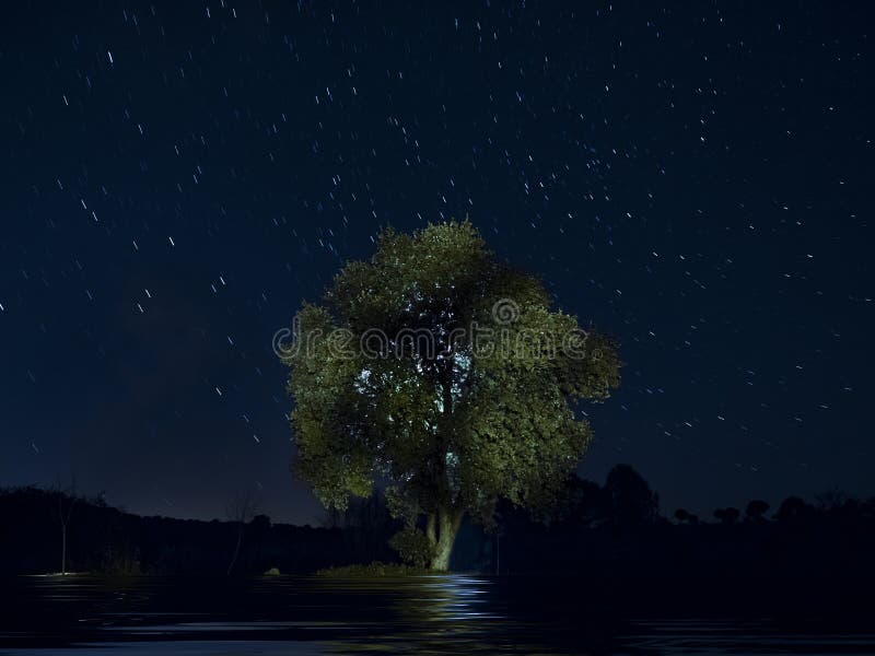 Illuminated night tree stock photo. Image of dark, astronomy - 87352112