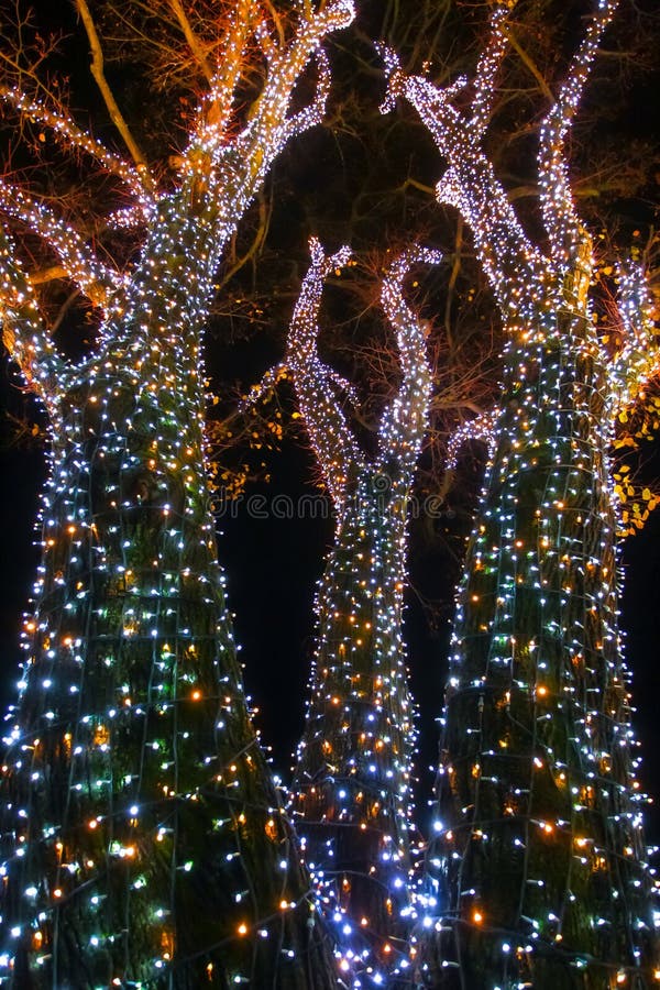 Illuminated Ornated Tree at Night Stock Image - Image of evening ...