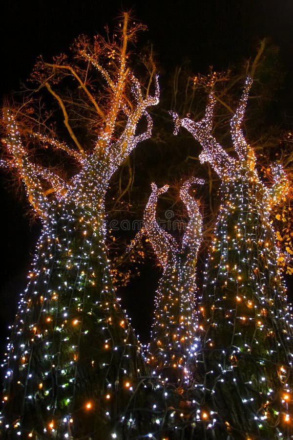 Illuminated Ornated Tree at Night Stock Image - Image of high, festive ...