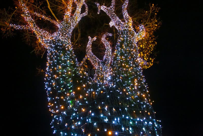 Illuminated Ornated Tree at Night Stock Photo - Image of candle, angle ...