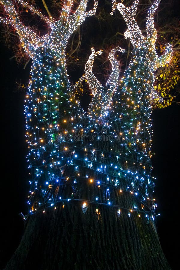 Illuminated Ornated Tree at Night Stock Image - Image of blue, holiday ...