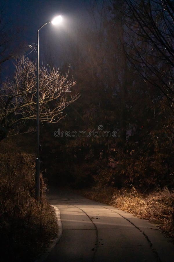 Illuminated Pathway through the Park with Leafless Trees Late at Night ...