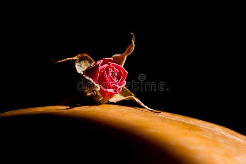 Illuminated rose stock photo. Image of heat, orange, light - 41338042