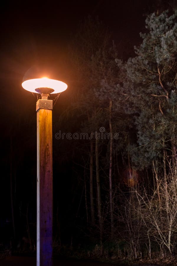 Illuminated Street Lamp Casting Light on a Tree in the Nighttime ...