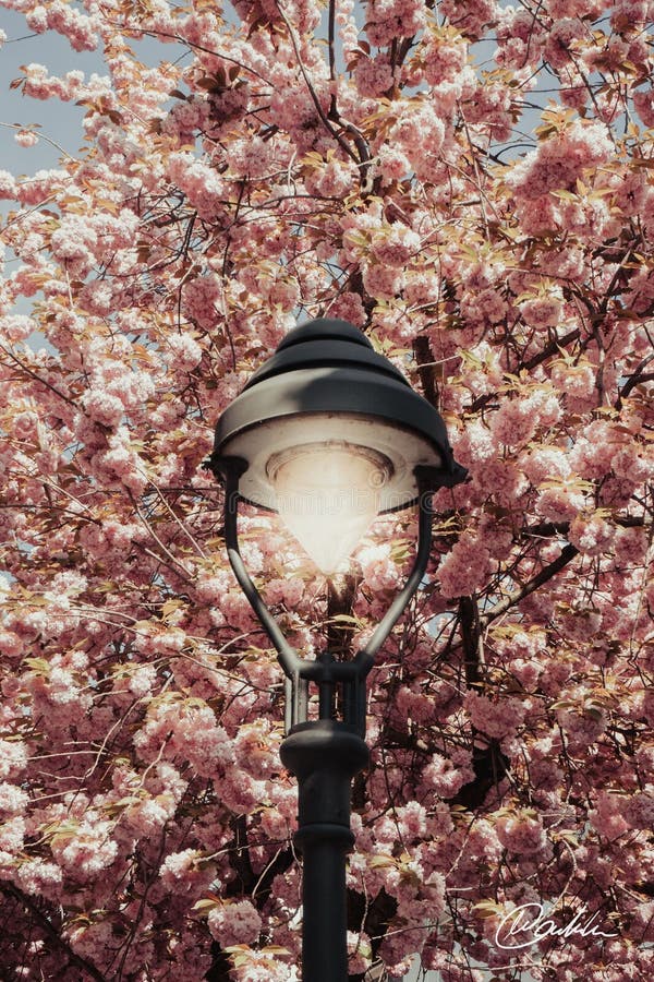 Illuminated Street Lamp with a Vibrant Pink Tree in the Backdrop. Stock ...