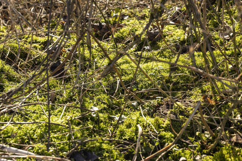 Illuminated by Sunlight Green Moss in Winter Stock Photo - Image of ...