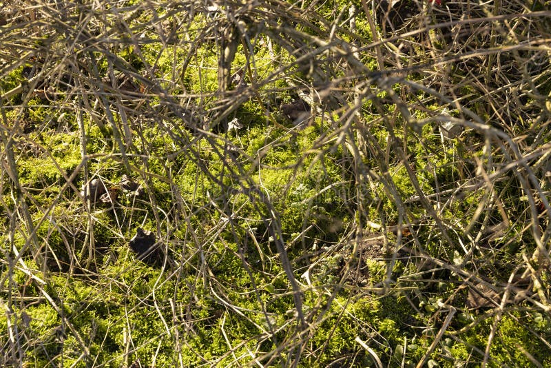 Illuminated by Sunlight Green Moss in Winter Stock Image - Image of ...