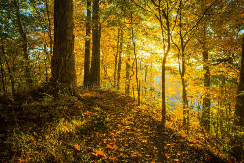 Illuminated Trail - Horizontal Stock Image - Image of leaves, morning ...