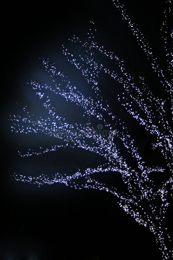 Illuminated Tree stock image. Image of light, glowing - 22283825