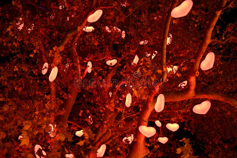 Illuminated Tree with Heart Shaped Lights at Night Stock Photo - Image ...