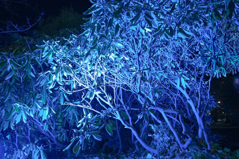 Illuminated Tree at Night. Trees Illuminated with Color Lights - Blue ...
