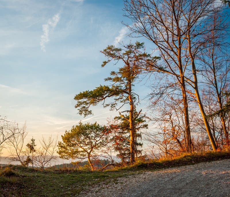 Illuminated Trees stock image. Image of natural, shining - 39880917