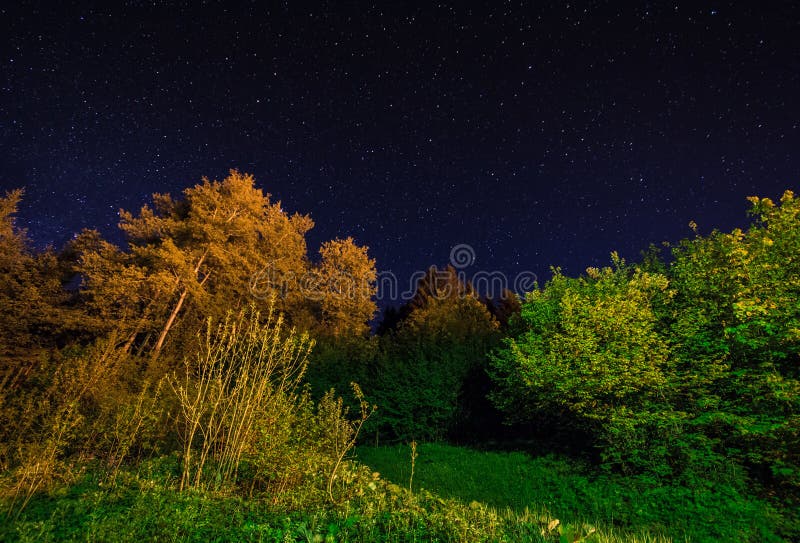 Illuminated Trees at Night. a Green Light Shines on the Birch Trees ...