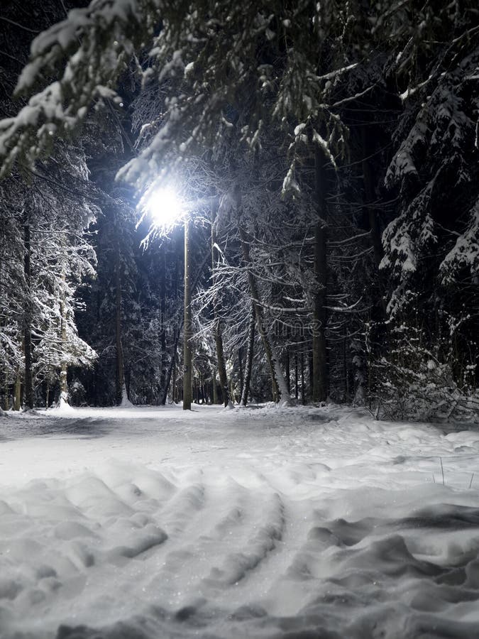 Illuminated Winter Forest at Night Stock Image - Image of life, white ...