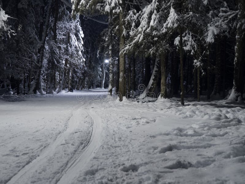 Illuminated Winter Forest at Night Stock Image - Image of romantic ...