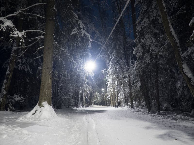 Illuminated Winter Forest at Night Stock Photo - Image of frost, frozen ...