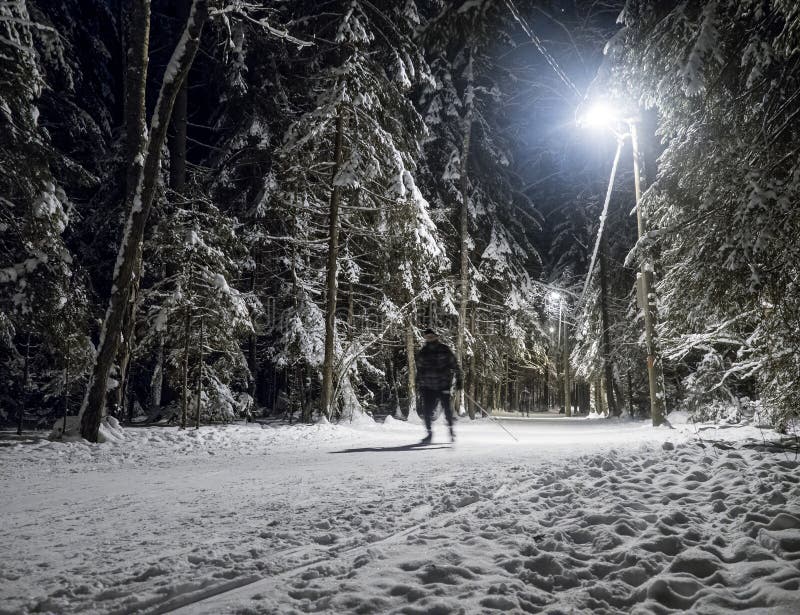 Illuminated Winter Forest at Night Stock Image - Image of serenity ...