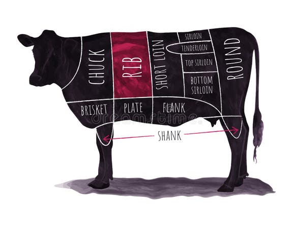 Illustrated Beef Cuts Chart with Labeled Sections on a Cow Silhouette ...