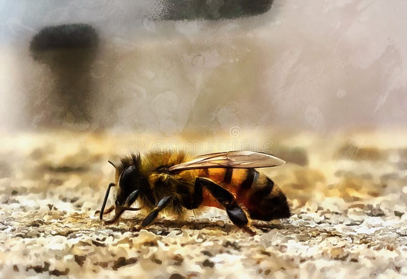 Illustrated Digital Painting of a Bee Sitting on a Rock Stock ...