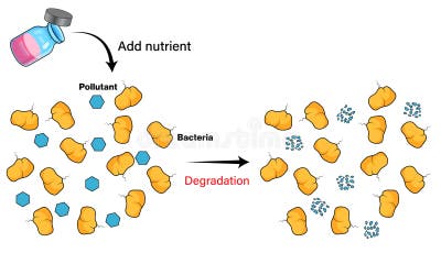 An Illustrated Exploration of Biostimulation Techniques for Microbial ...