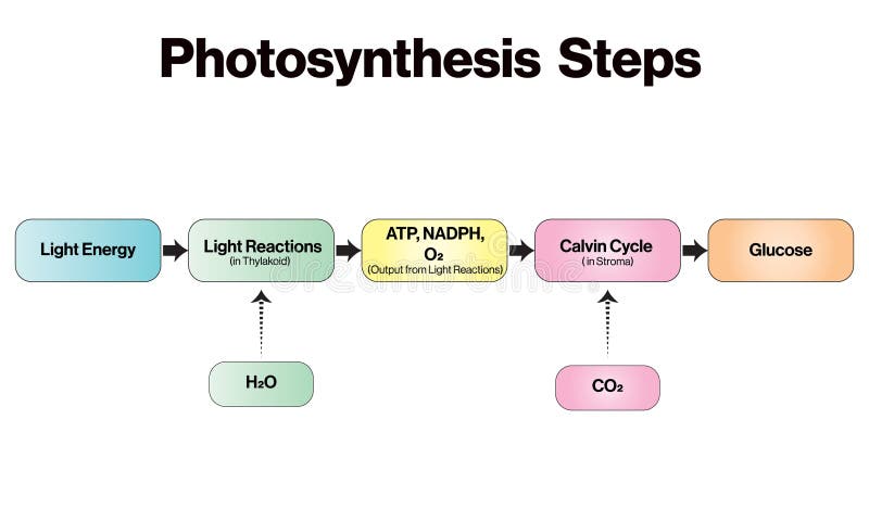 Illustrated Flowchart of Photosynthesis Mechanisms on White Background ... Illustrated Flowchart of Photosynthesis Mechanisms on White Background ...