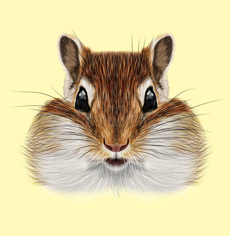 Chipmunk Face Stock Illustrations – 288 Chipmunk Face Stock ...