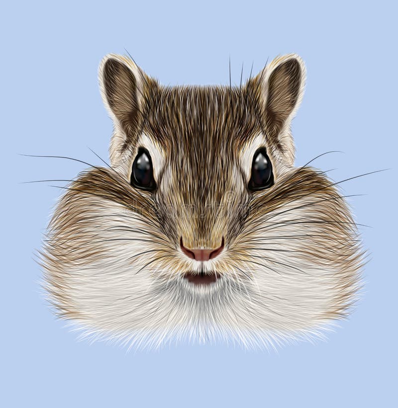 Chipmunk Face Stock Illustrations – 288 Chipmunk Face Stock ...