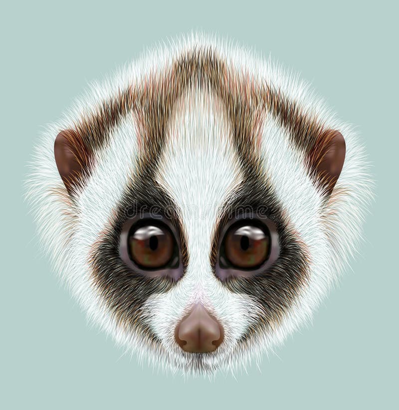 Illustrated Portrait of Slow Loris Stock Illustration - Illustration of ...