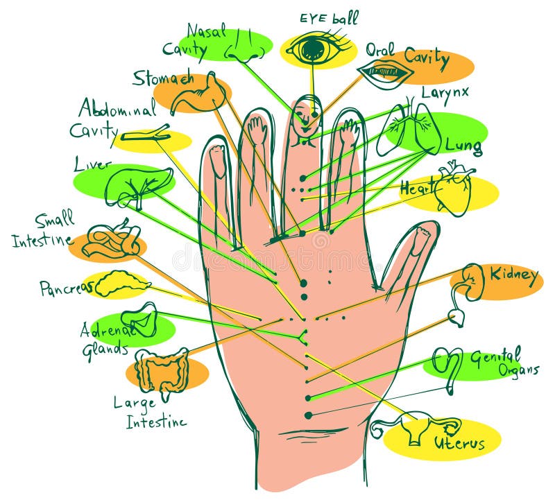 Illustrated Reflexology Hand Chart Stock Vector - Illustration of ...