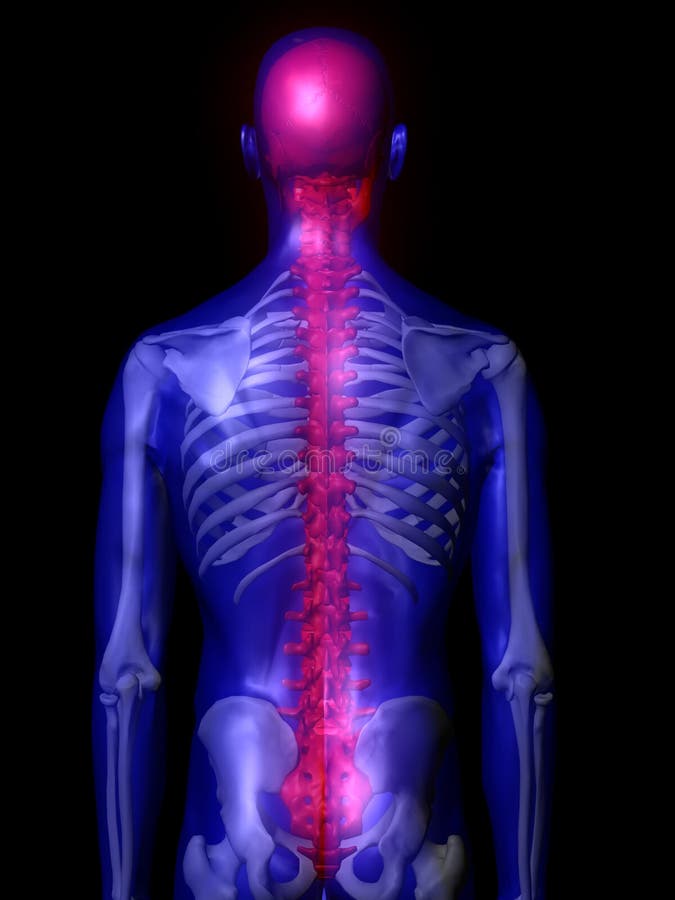 Illustratie Van De Mannelijke Wervelkolom Stock Illustratie ...