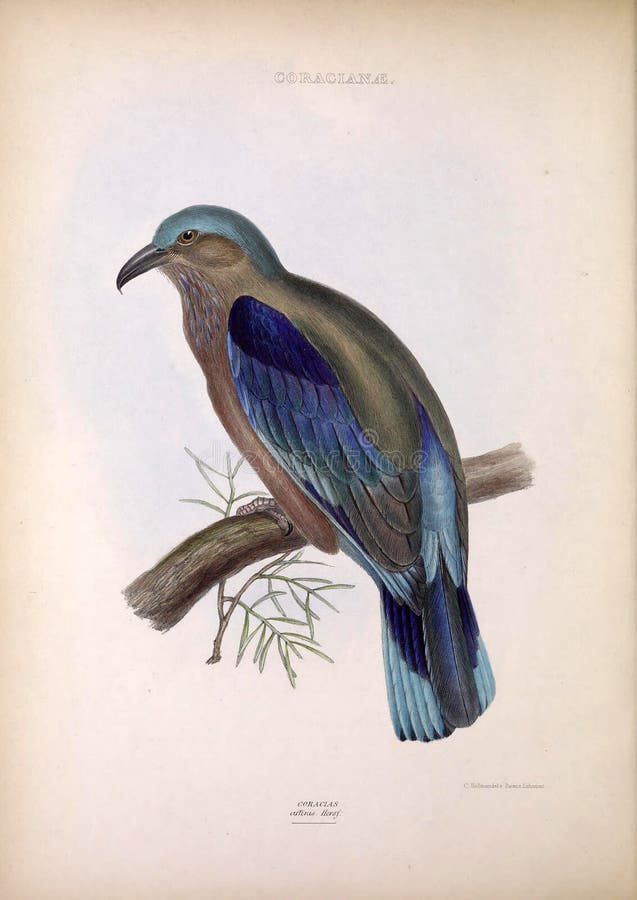 Illustraties van dieren stock foto. Image of wild, beuzelen - 113536040